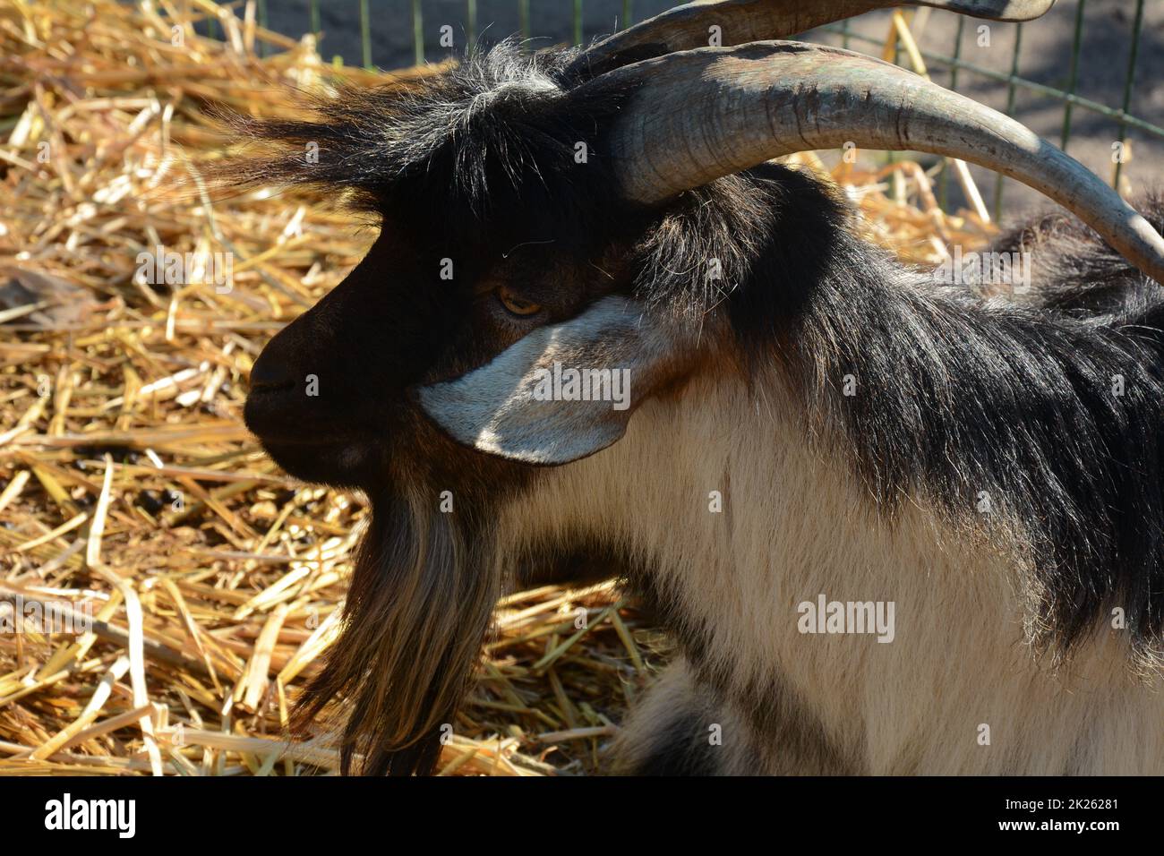 Domestic Goat at children`s petting zoo Stock Photo - Alamy